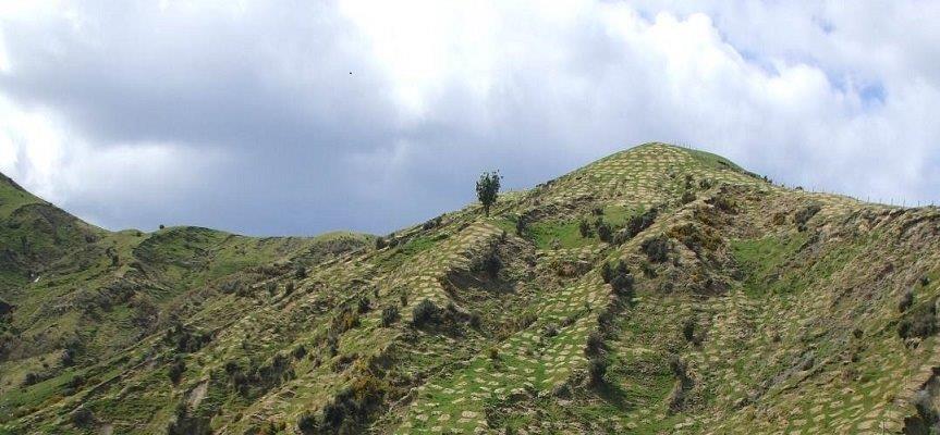 Lake Tutira Manuka Plantation Partnership - Manuka Honey